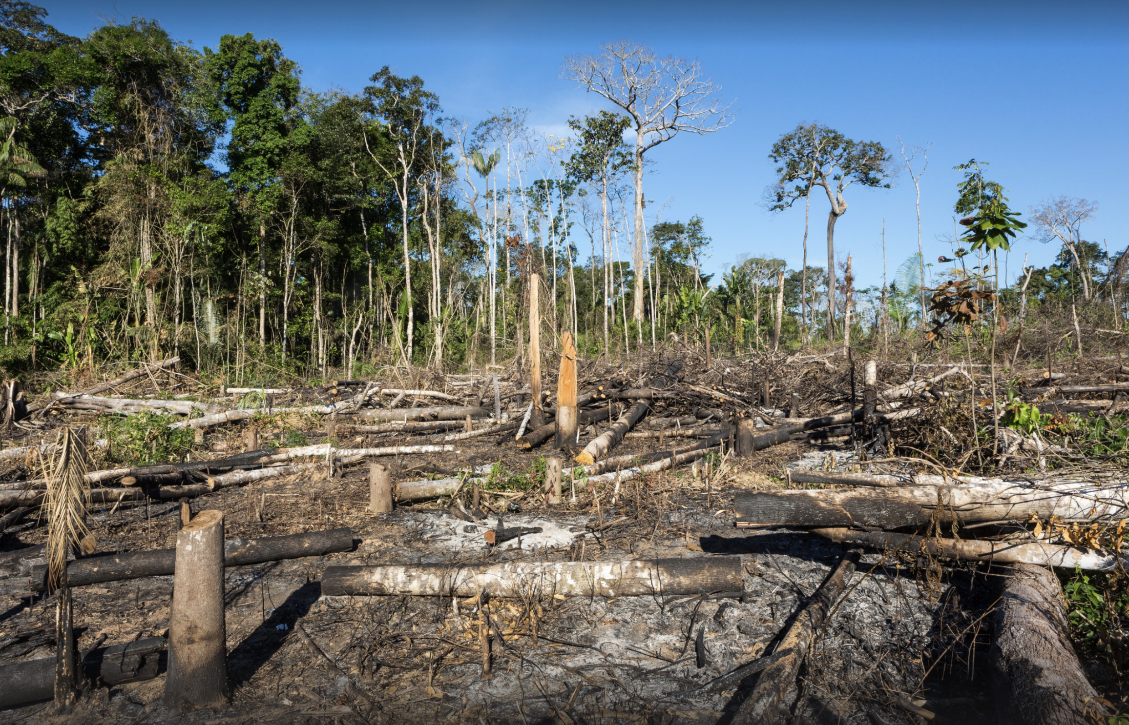 MIGHTY EARTH FINDS NEARLY 60,000 HECTARES OF RECENT SOY-DRIVEN ...